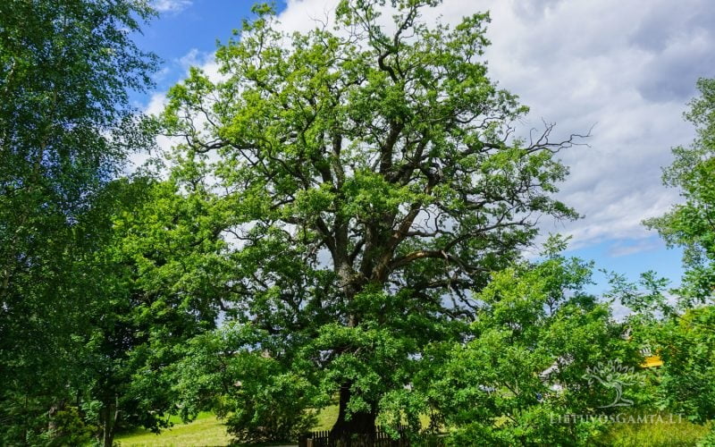 Bėčiūnų ąžuolas - Istorijos lobynas