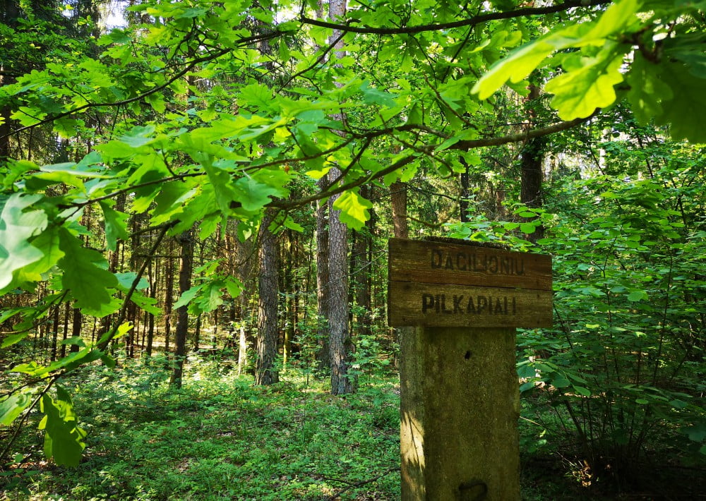 Dagilionių pilkapynai - Istorijos lobynas